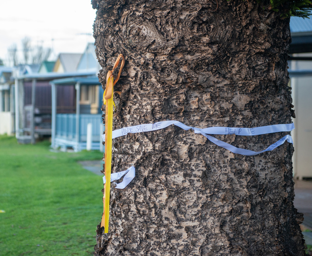 'Gut-wrenching' - Locals left stumped after surprise tree removal ...