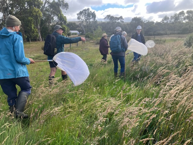 Exploring insects and bats | Fleurieu Sun